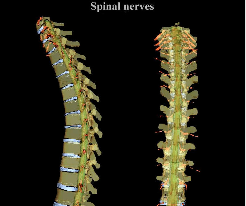 Spinal Cord Stimulation