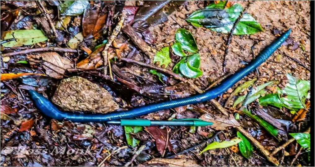 Giant Blue Earthworm