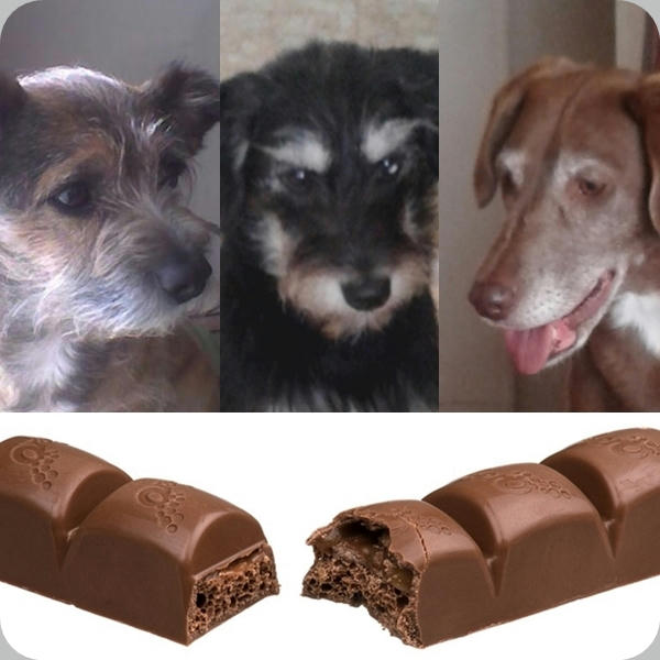 Cuidado con los efectos nocivos del chocolate para su perro