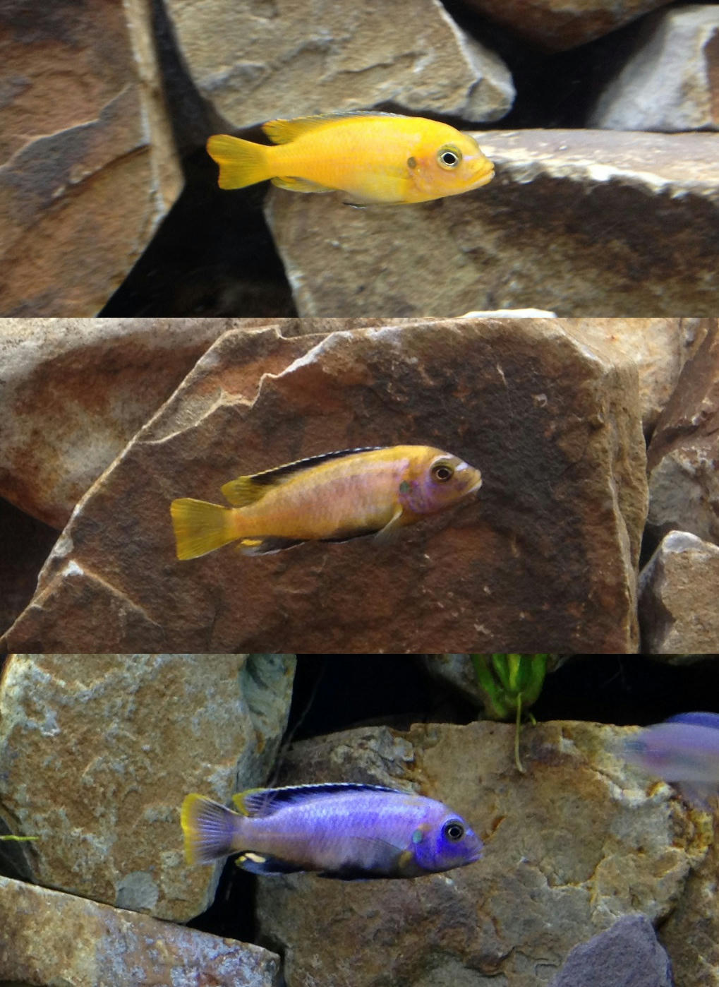 Mbuna Color Morph | Cichlid Fish Forum