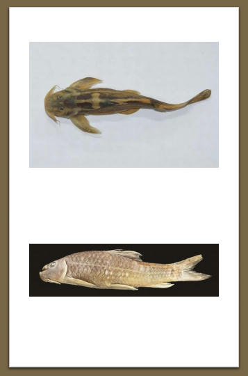 Species In News – Burning Issues – Free PDF Download