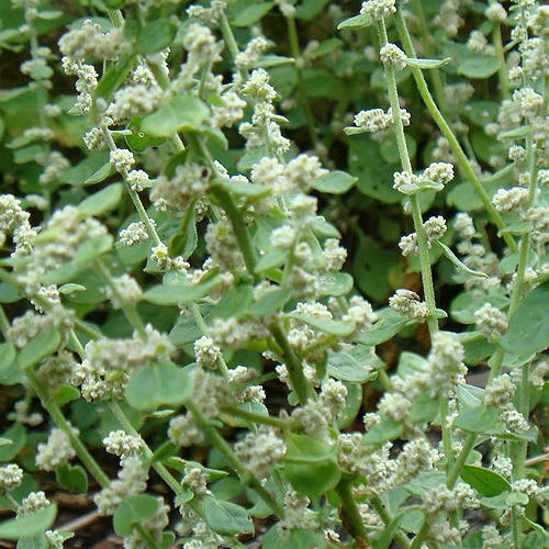 Herbal Drink POLPALA Aerva Lanata Kidneys Cleanse -Life enhancing. | eBay