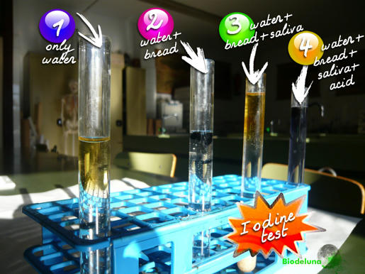 Amylase action Lab Practice. 3ESO / LAB | Biodeluna